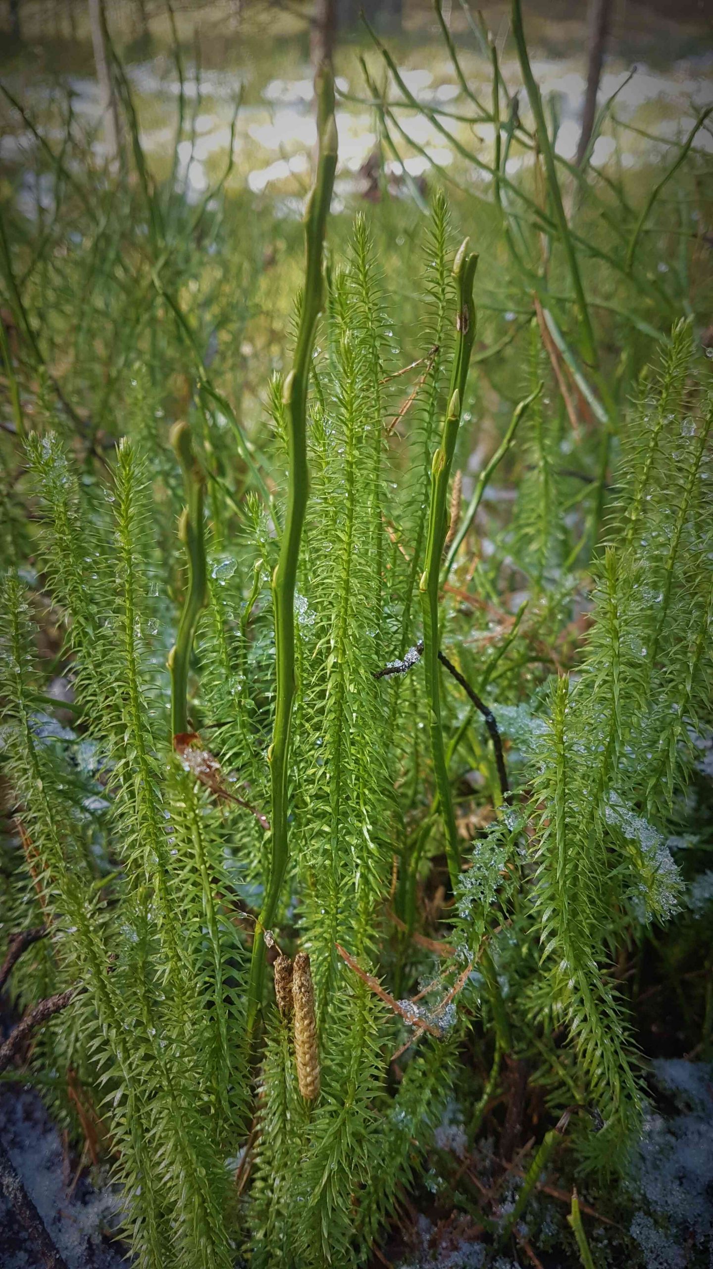 Daba mostas – Salacgrīvas Vidusskola