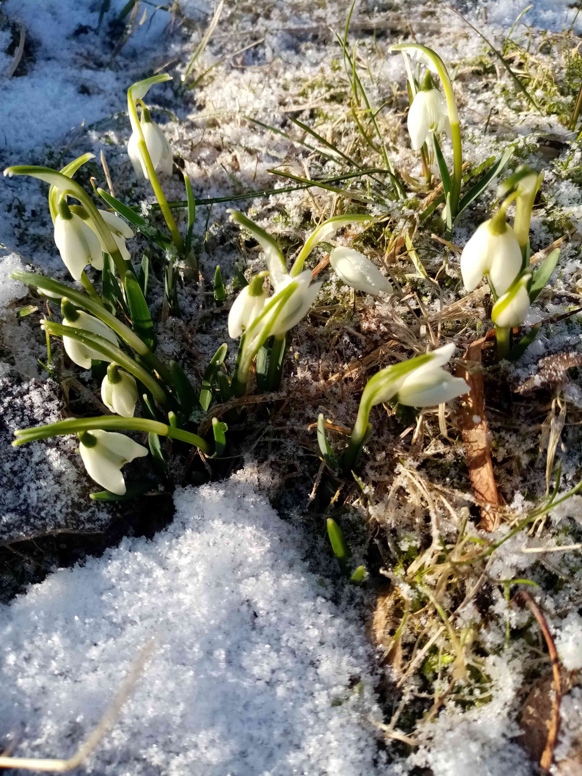 Daba mostas – Salacgrīvas Vidusskola